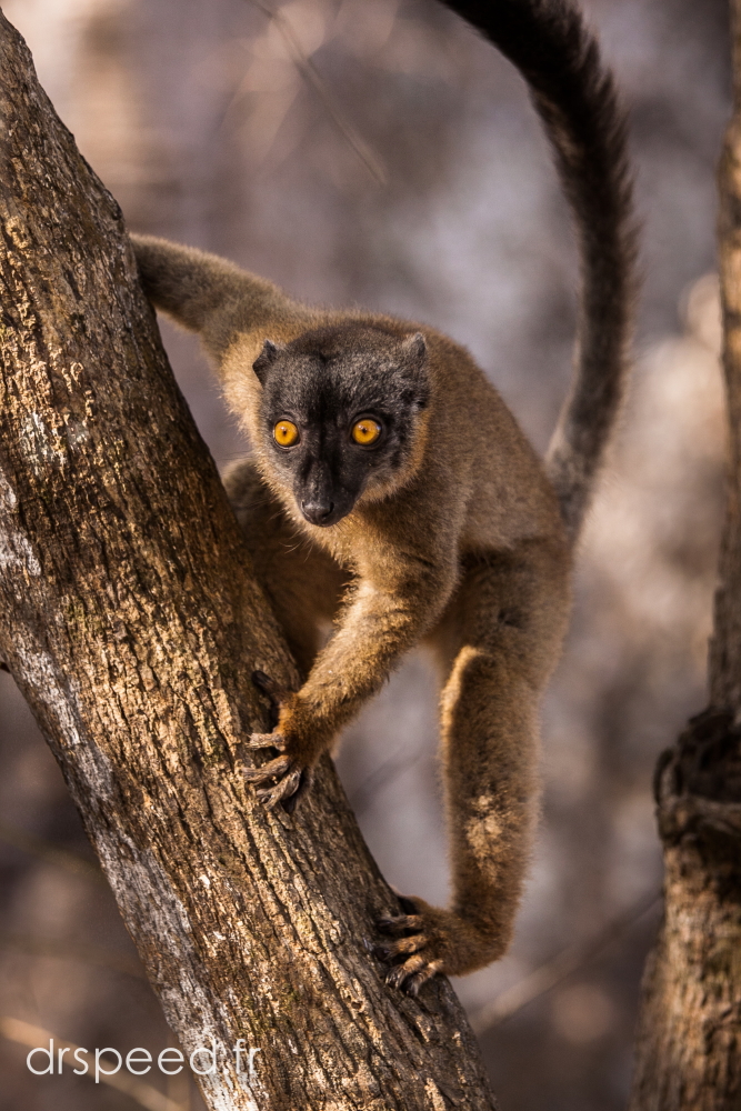 Native wildlife | Dr Speed Photographies